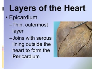 Part 1 Heart Structure & Function.ppt.pptx