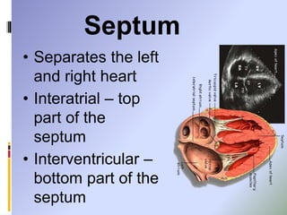 Part 1 Heart Structure & Function.ppt.pptx