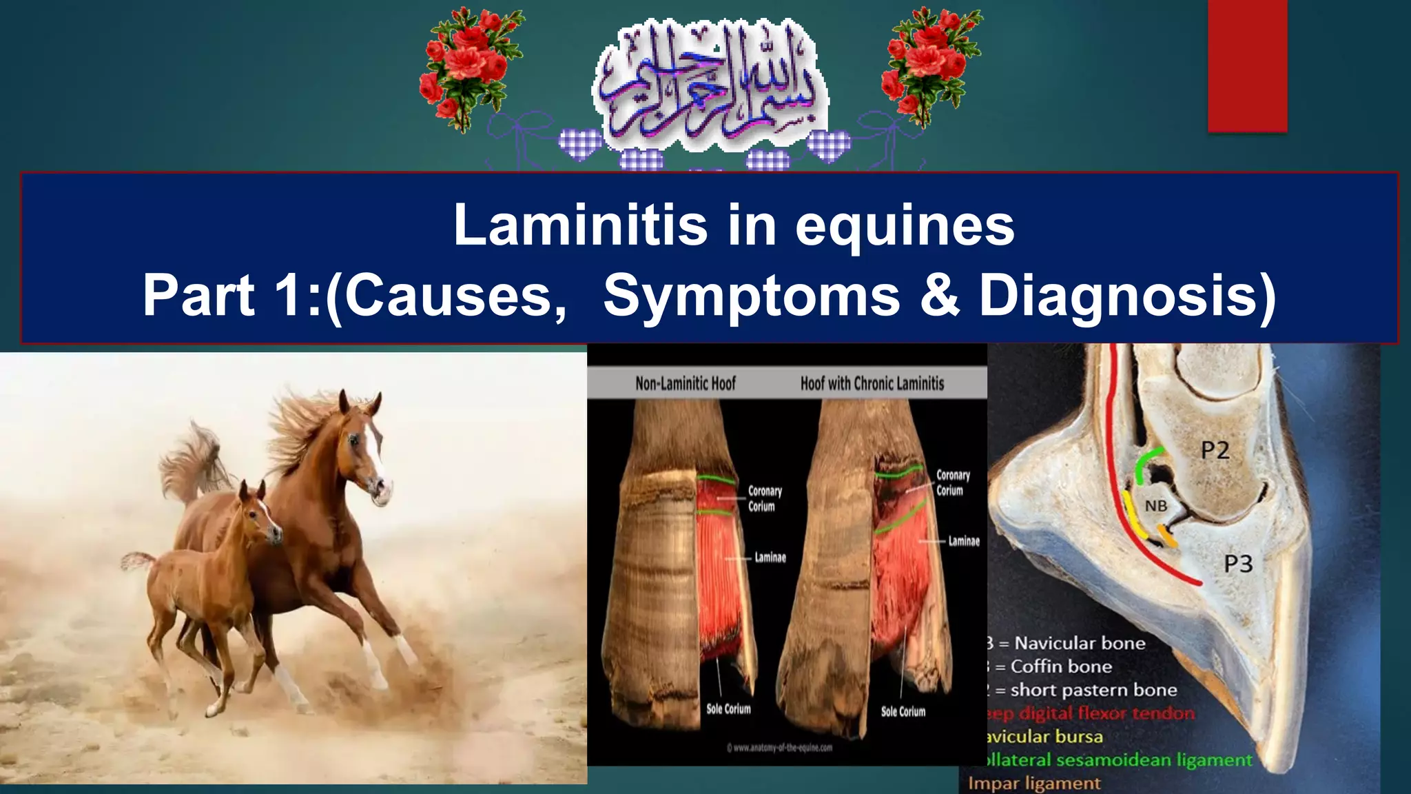 Part 1 laminitis in equines(causes, symptoms & method of diagnosis). | PDF