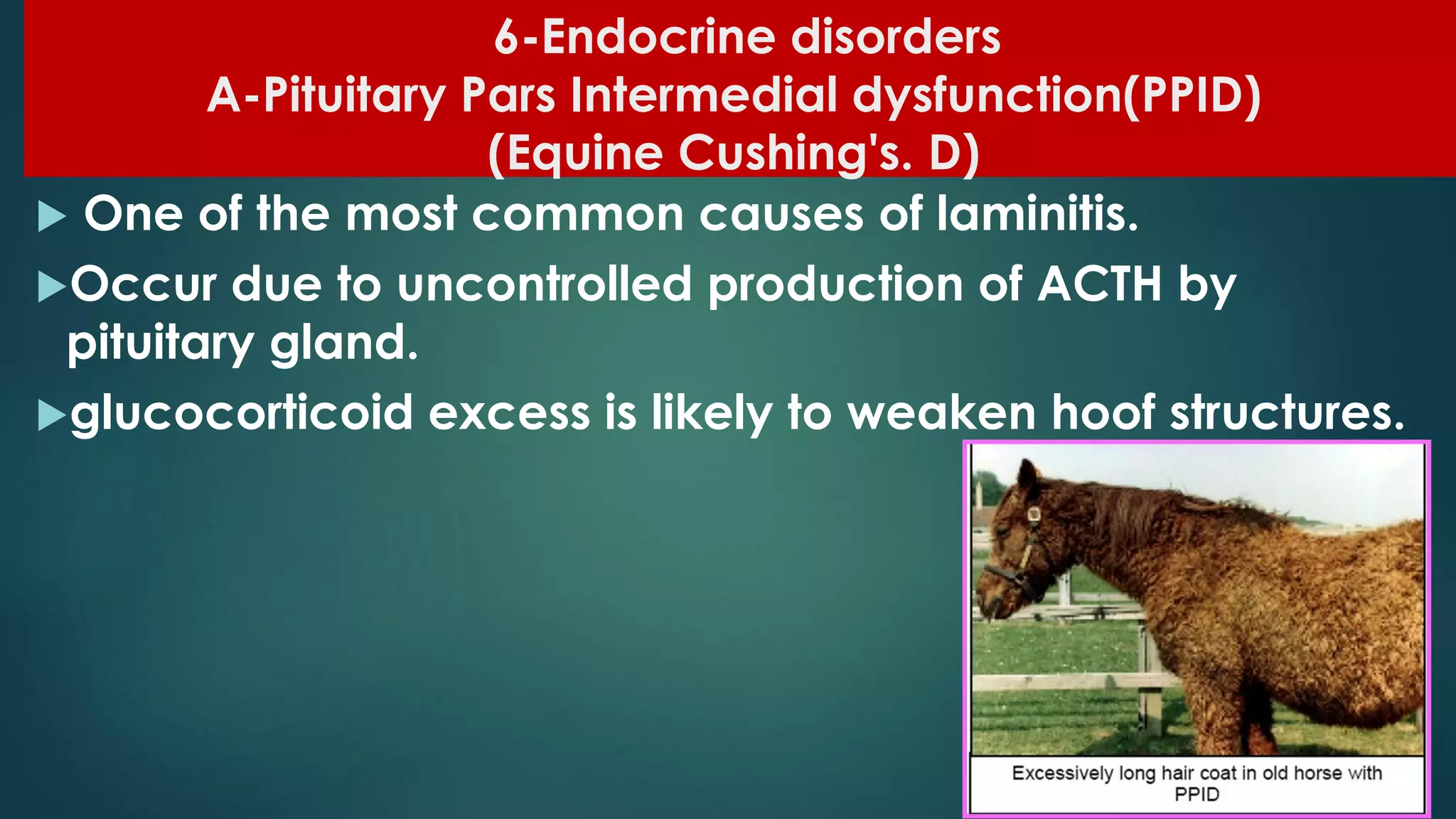 Part 1 laminitis in equines(causes, symptoms & method of diagnosis). | PDF