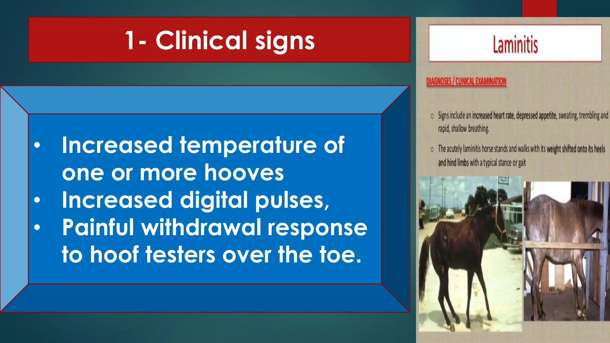 Part 1 laminitis in equines(causes, symptoms & method of diagnosis). | PDF