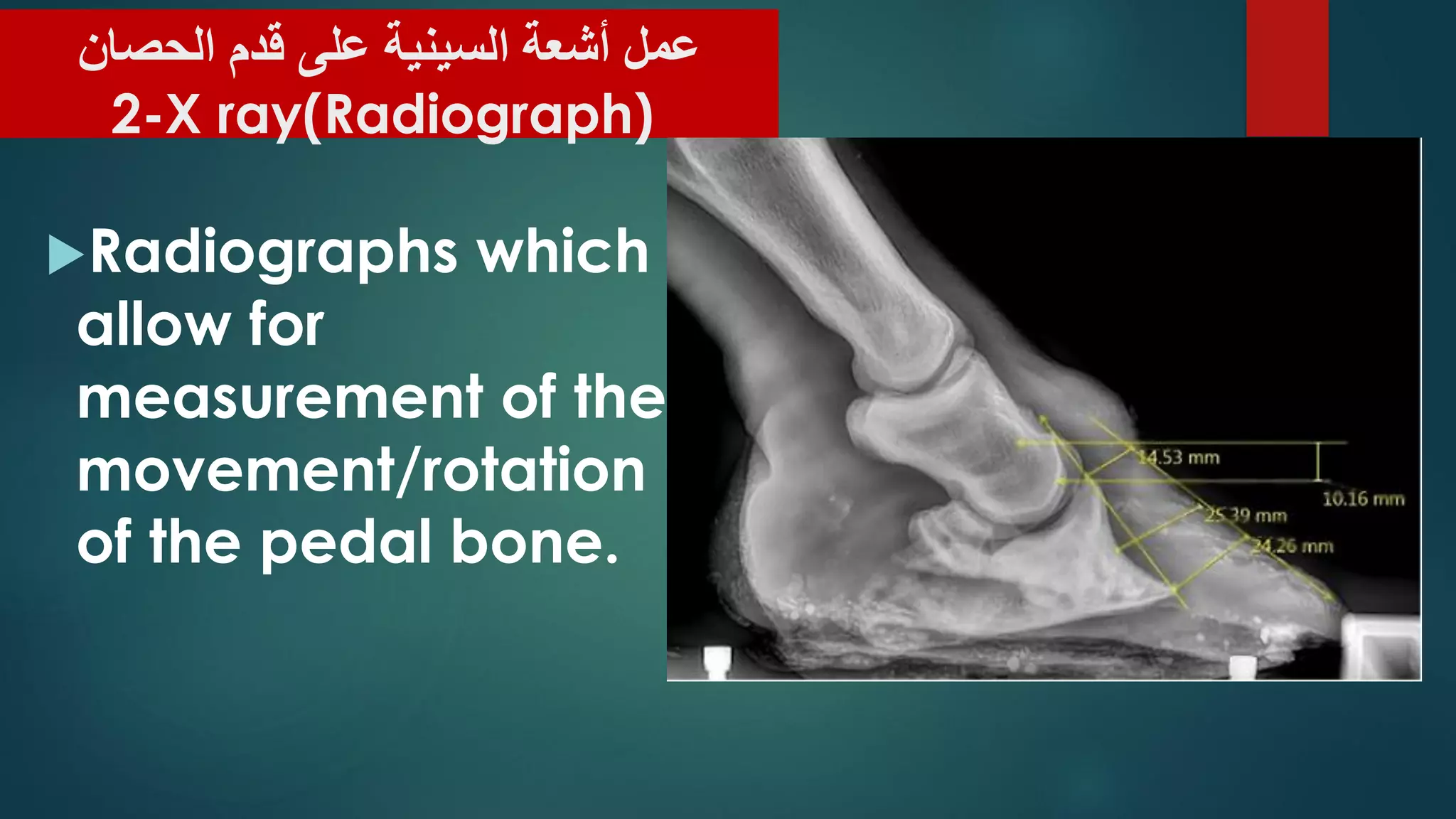 Part 1 laminitis in equines(causes, symptoms & method of diagnosis). | PDF
