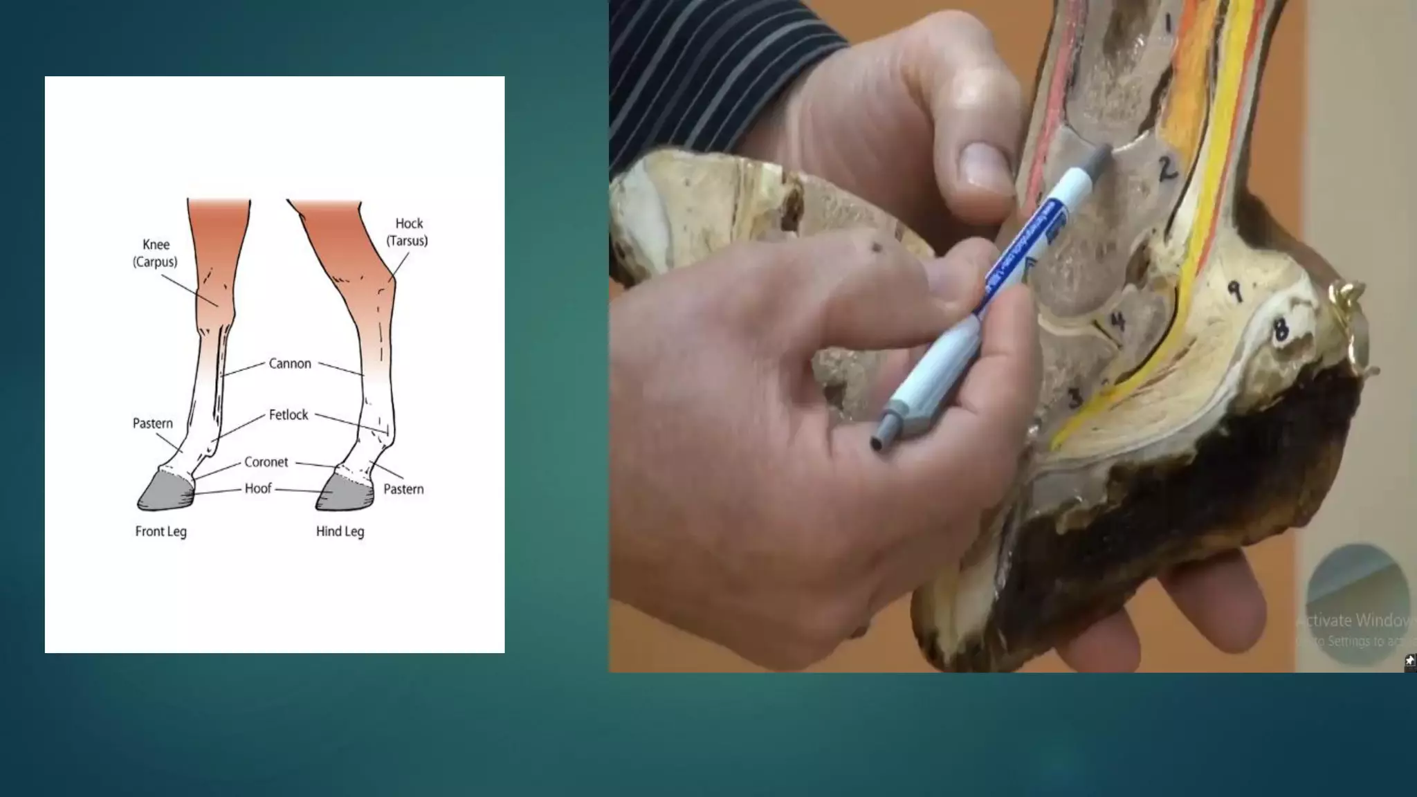 Part 1 laminitis in equines(causes, symptoms & method of diagnosis). | PDF