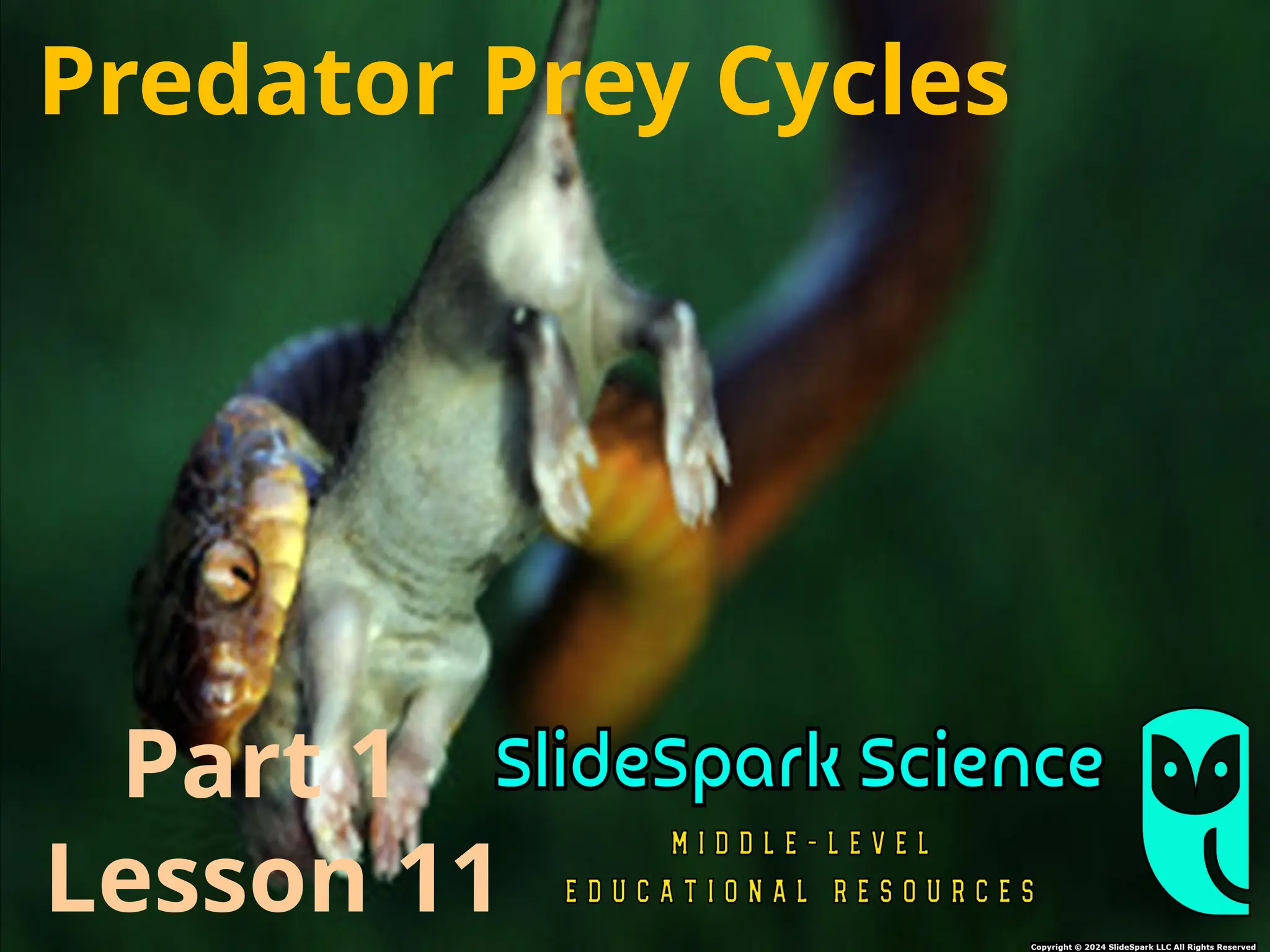 Predator Prey Middle School Lesson for Ecology Food Web Unit | PPT