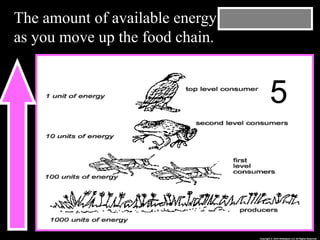 Food Chain Quiz Game, Producers, Consumers, Decomposers, Ecology Unit ...