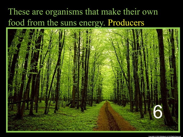 Food Chain Quiz Game with Answer Key for Ecology Feeding Levels Unit | PPT