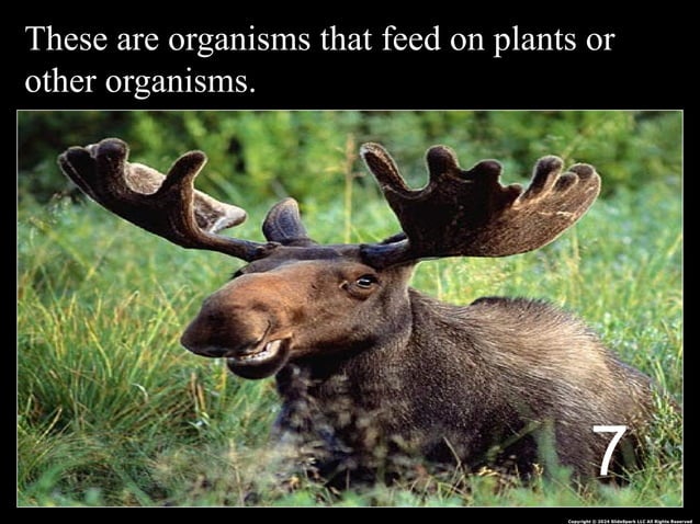 Food Chain Quiz Game with Answer Key for Ecology Feeding Levels Unit | PPT