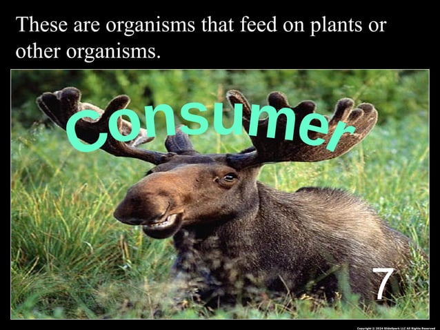 Food Chain Quiz Game with Answer Key for Ecology Feeding Levels Unit | PPT