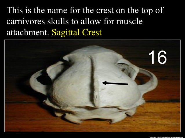 Food Chain Quiz Game with Answer Key for Ecology Feeding Levels Unit | PPT