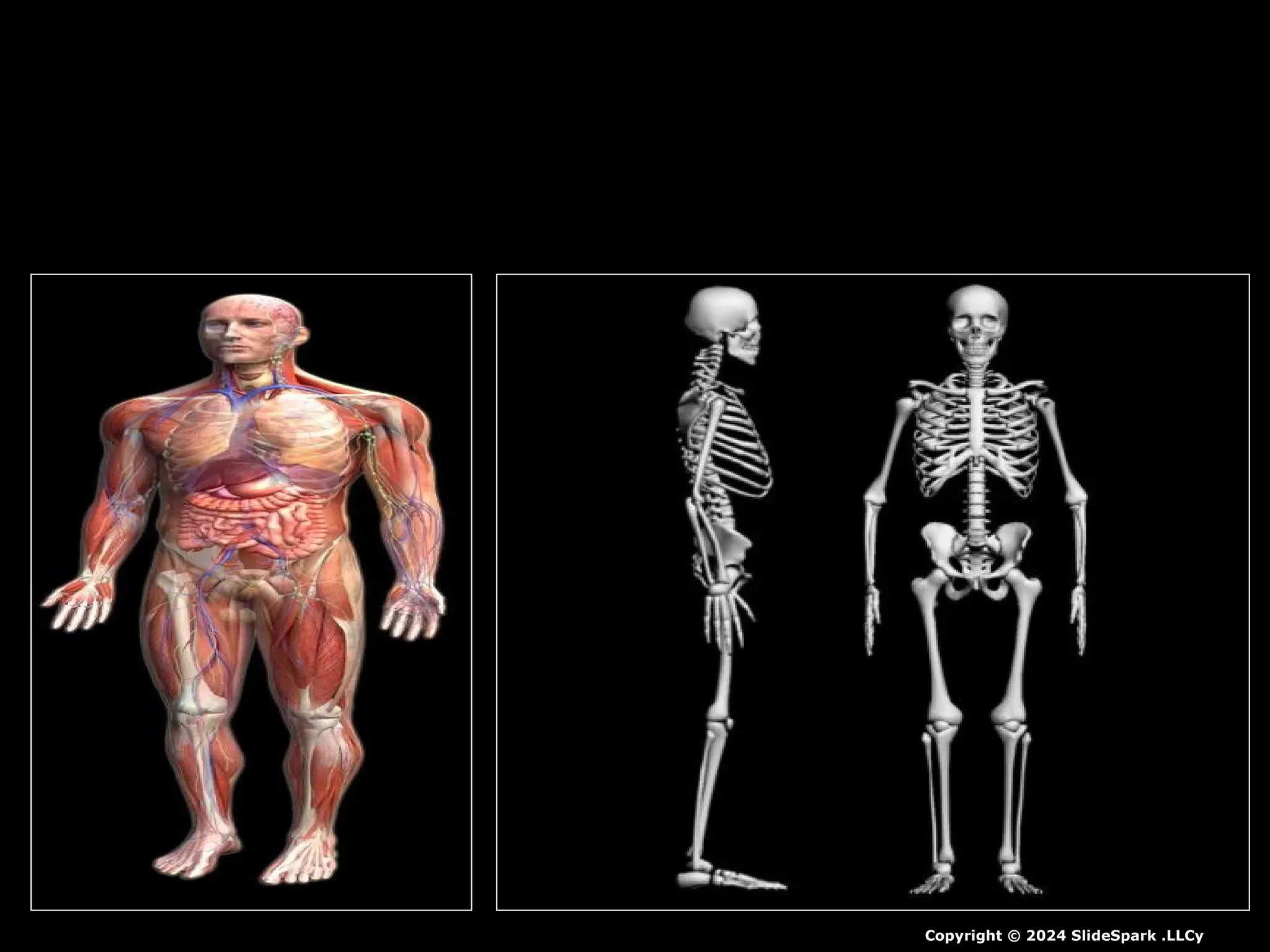 Anatomy Introduction Lesson from Levels of Organization Unit from SlideSpark Science | PPTX