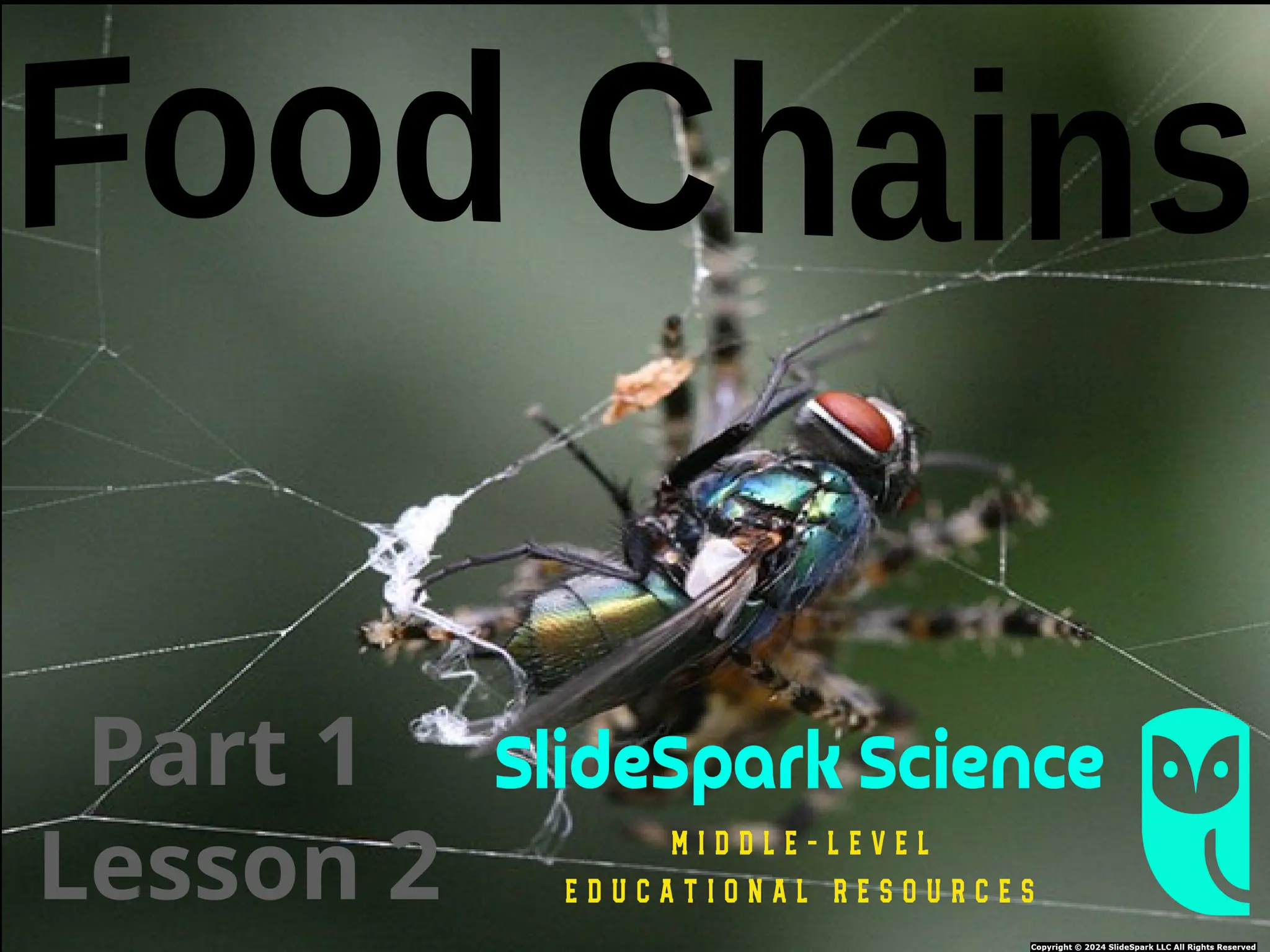 Ecology Food Chain Lesson for Middle School, Producers, Consumers ...