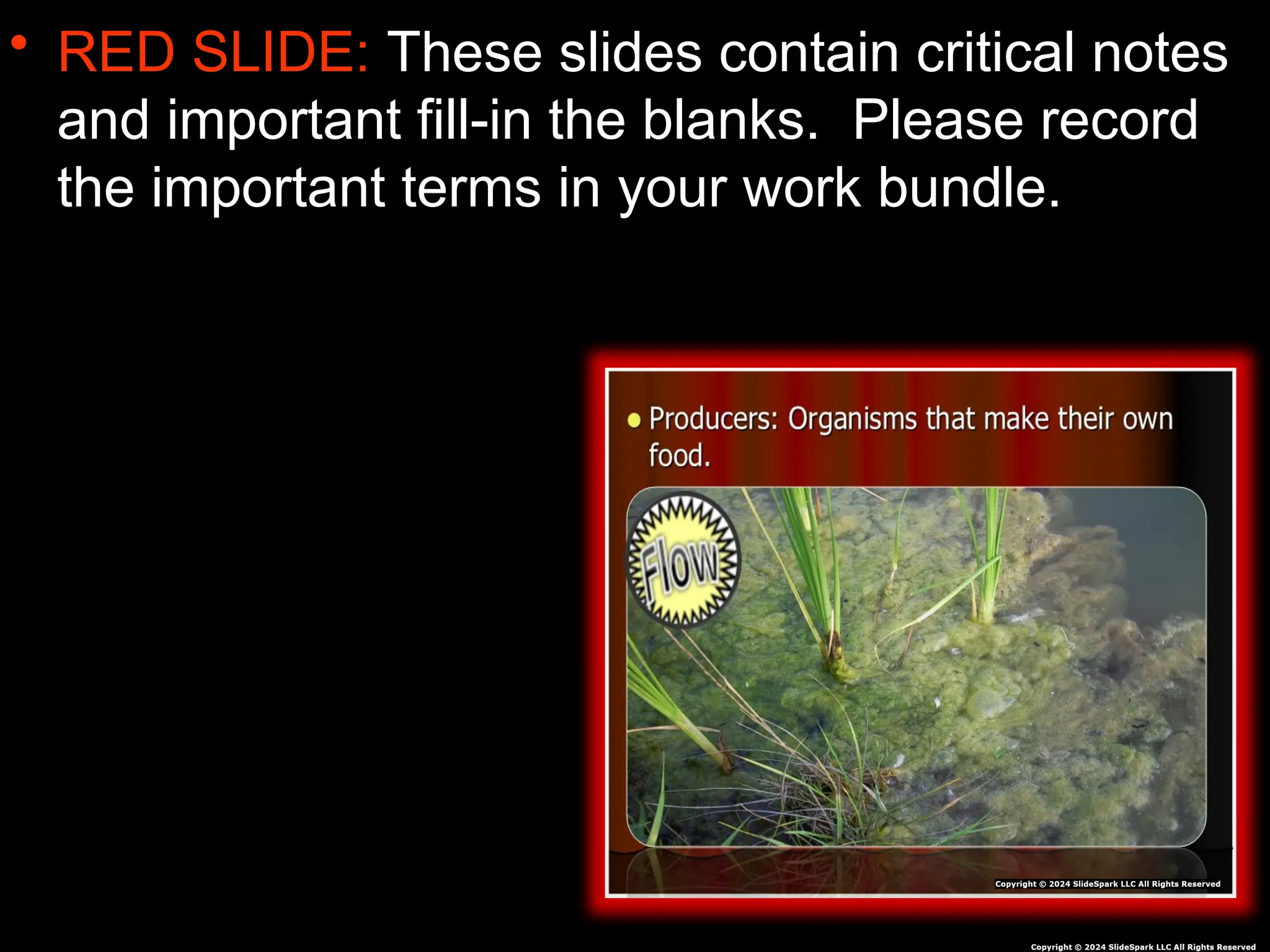 Ecology Food Chain Lesson for Middle School, Producers, Consumers ...