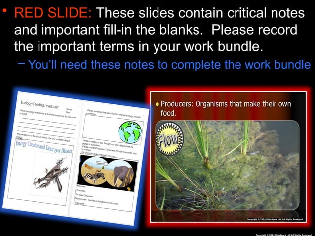 Ecology Food Chain Lesson for Middle School, Producers, Consumers ...