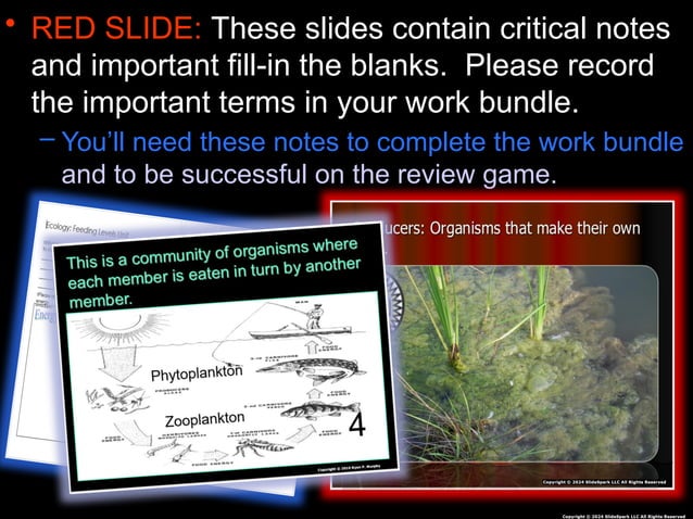 Ecology Food Chain Lesson for Middle School, Producers, Consumers ...