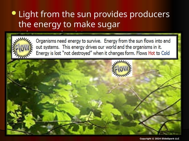 Abiotic Factors, Range of Tolerance, Light, Lesson for Middle School ...
