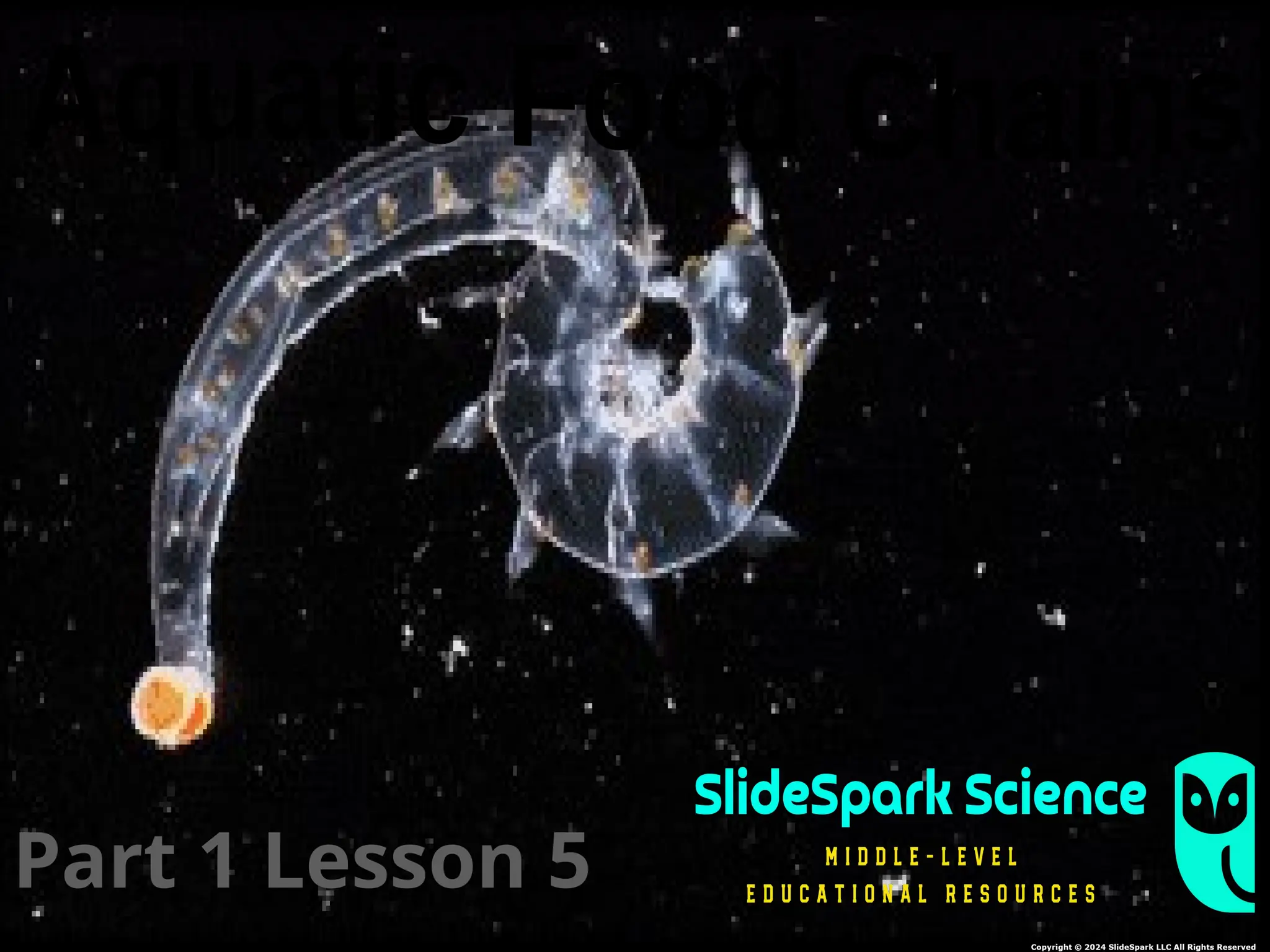 Aquatic Food Chain Lesson for Middle School Ecology Unit, Zooplankton ...