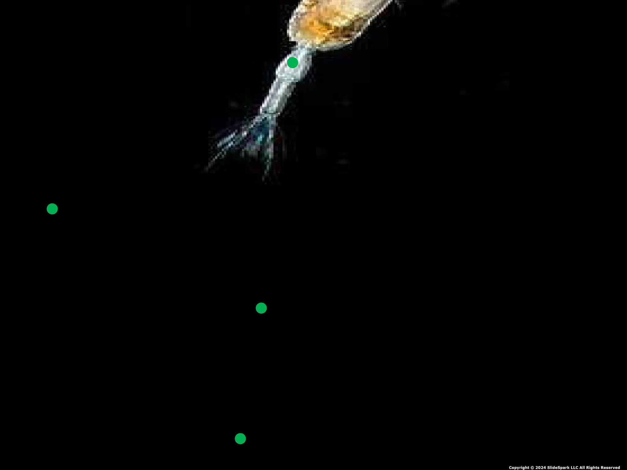 Aquatic Food Chain Lesson for Middle School Ecology Unit, Zooplankton ...