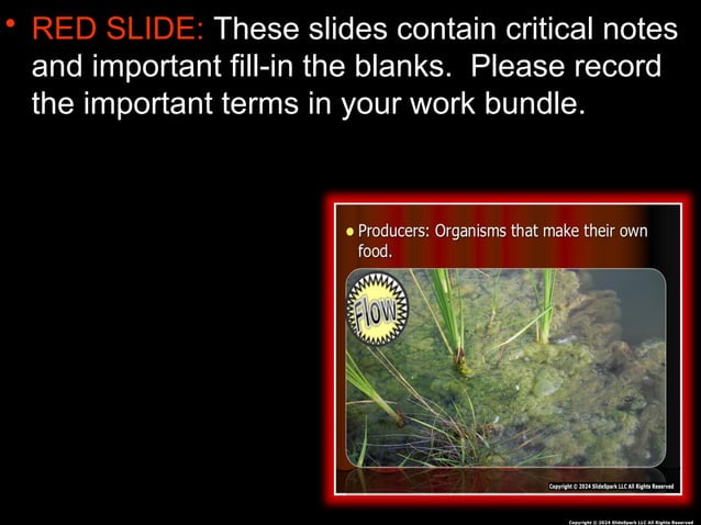 Aquatic Food Chain Lesson for Middle School Ecology Unit, Zooplankton ...