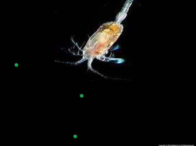 Aquatic Food Chain Lesson for Middle School Ecology Unit, Zooplankton ...