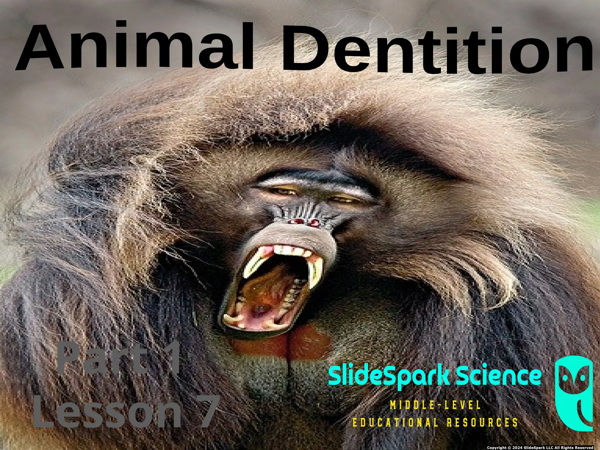 Animal Dentition Lesson for Middle School Ecology Unit, Types of Teeth ...