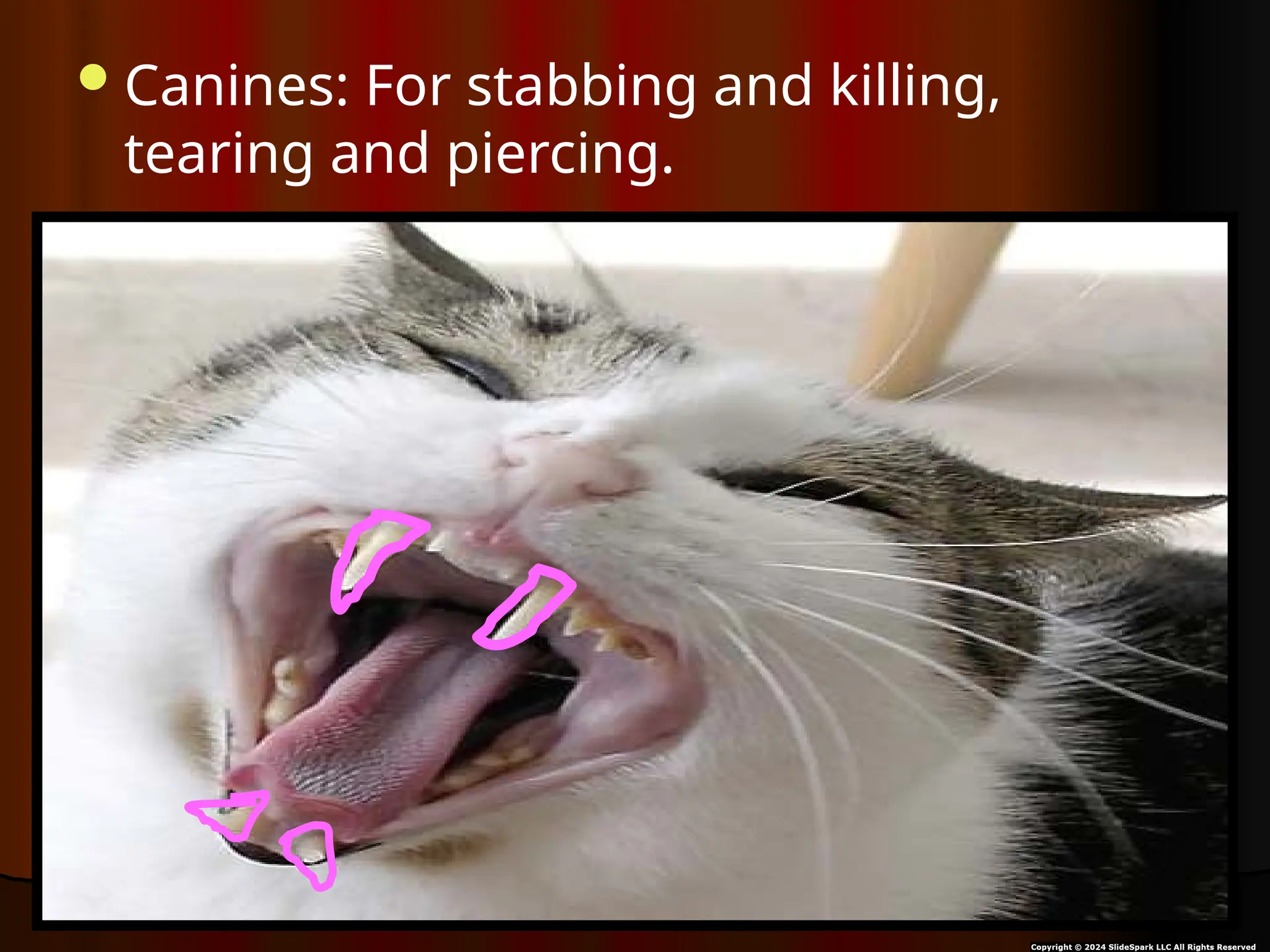 Animal Dentition Lesson for Middle School Ecology Unit, Types of Teeth ...
