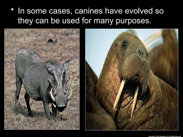 Animal Dentition Lesson for Middle School Ecology Unit, Types of Teeth ...