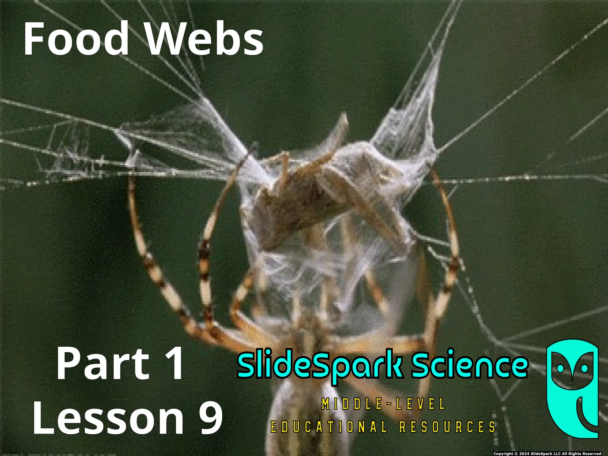 Food Webs Lesson for Middle School Ecology Science Class | PPTX