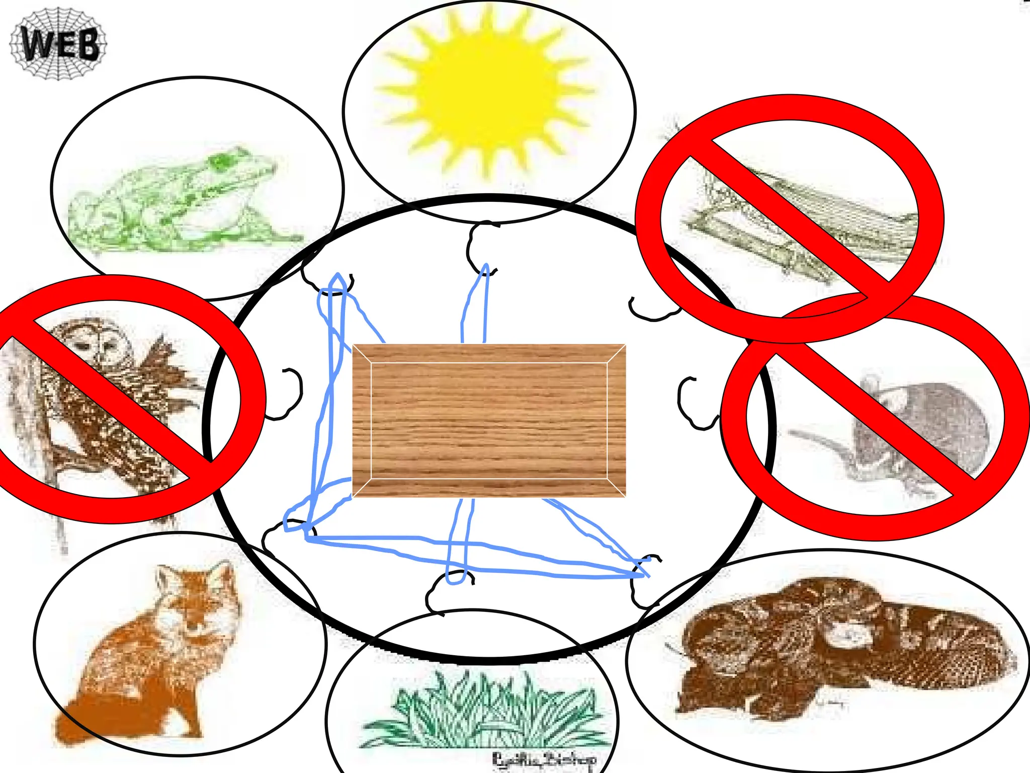 Food Webs Lesson for Middle School Ecology Science Class | PPT