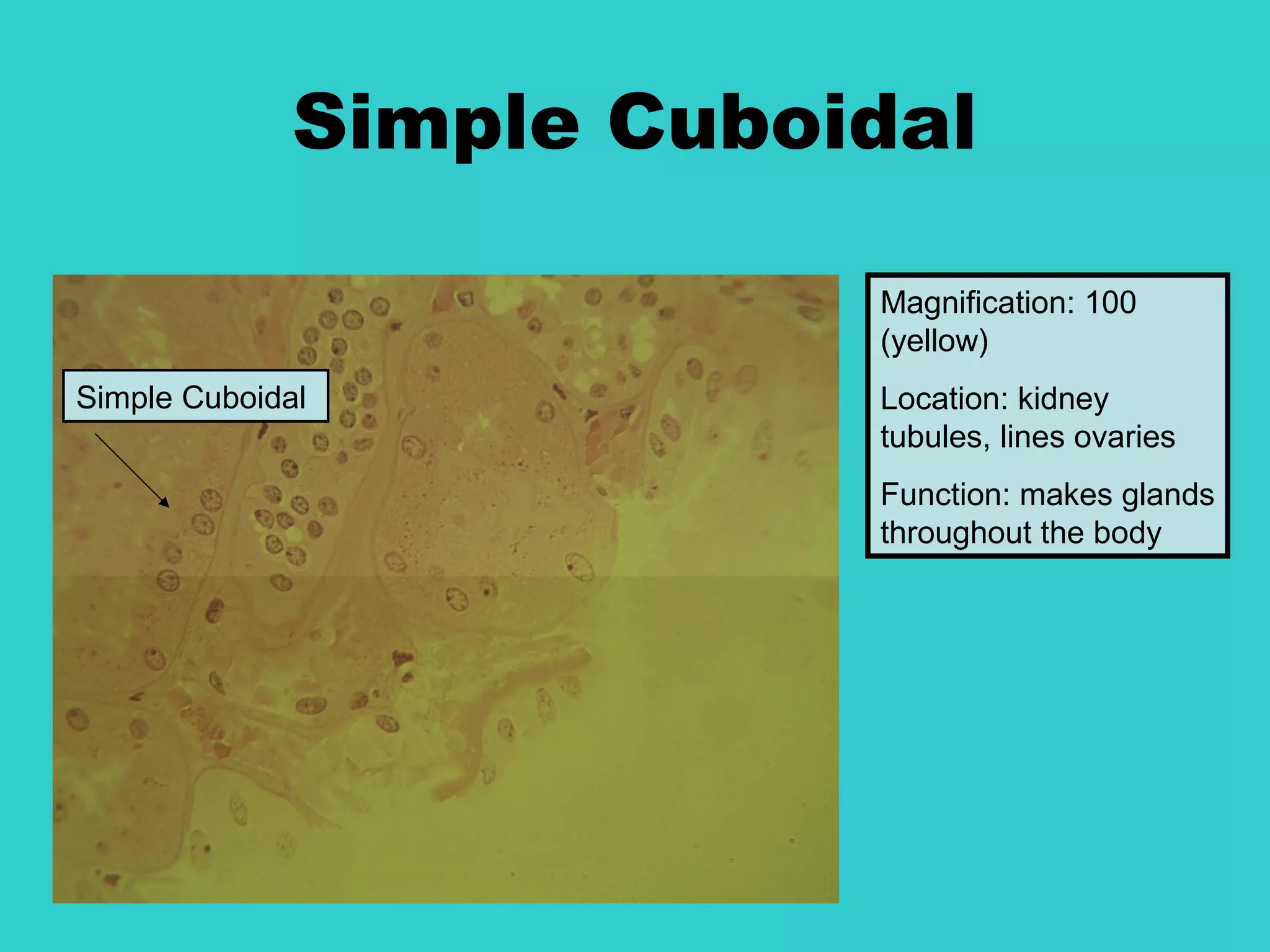 Part 1 tissue powerpoint | PPT