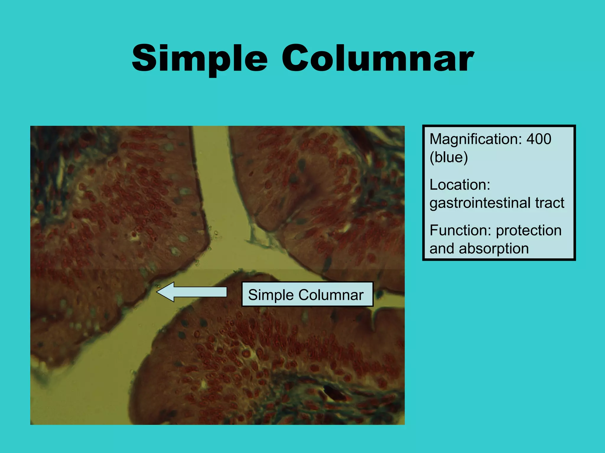 Part 1 tissue powerpoint | PPT