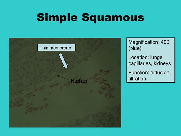 Part 1 tissue powerpoint | PPT