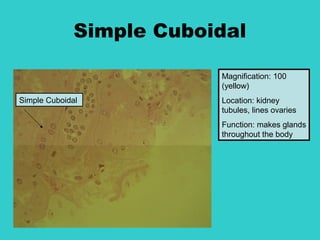 Part 1 tissue powerpoint | PPT