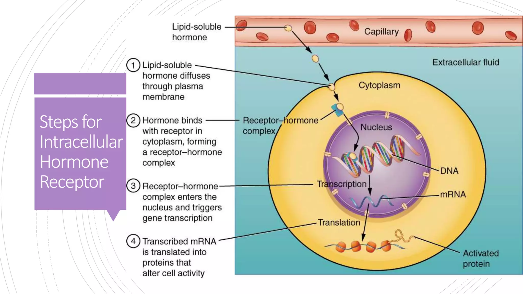 PART 1 TOPIC 8 INTRODUCTION TO HORMONES.pptx