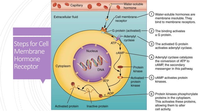 PART 1 TOPIC 8 INTRODUCTION TO HORMONES.pptx