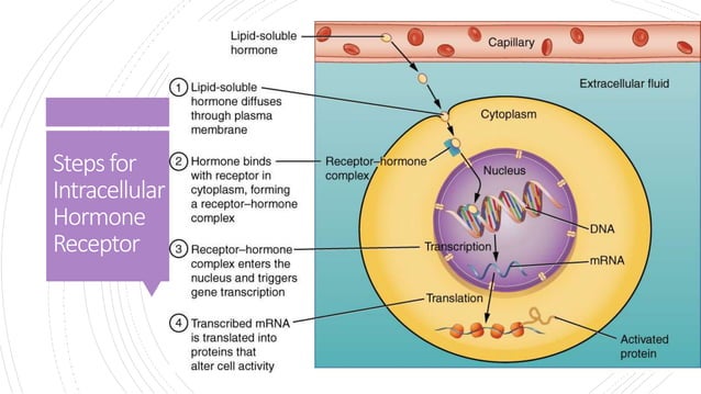 PART 1 TOPIC 8 INTRODUCTION TO HORMONES.pptx