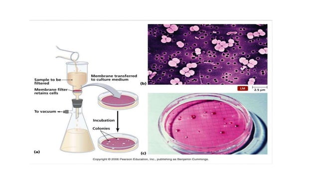 Assessment of microbial contamination and spoilage. PHARMACEUTICAL ...
