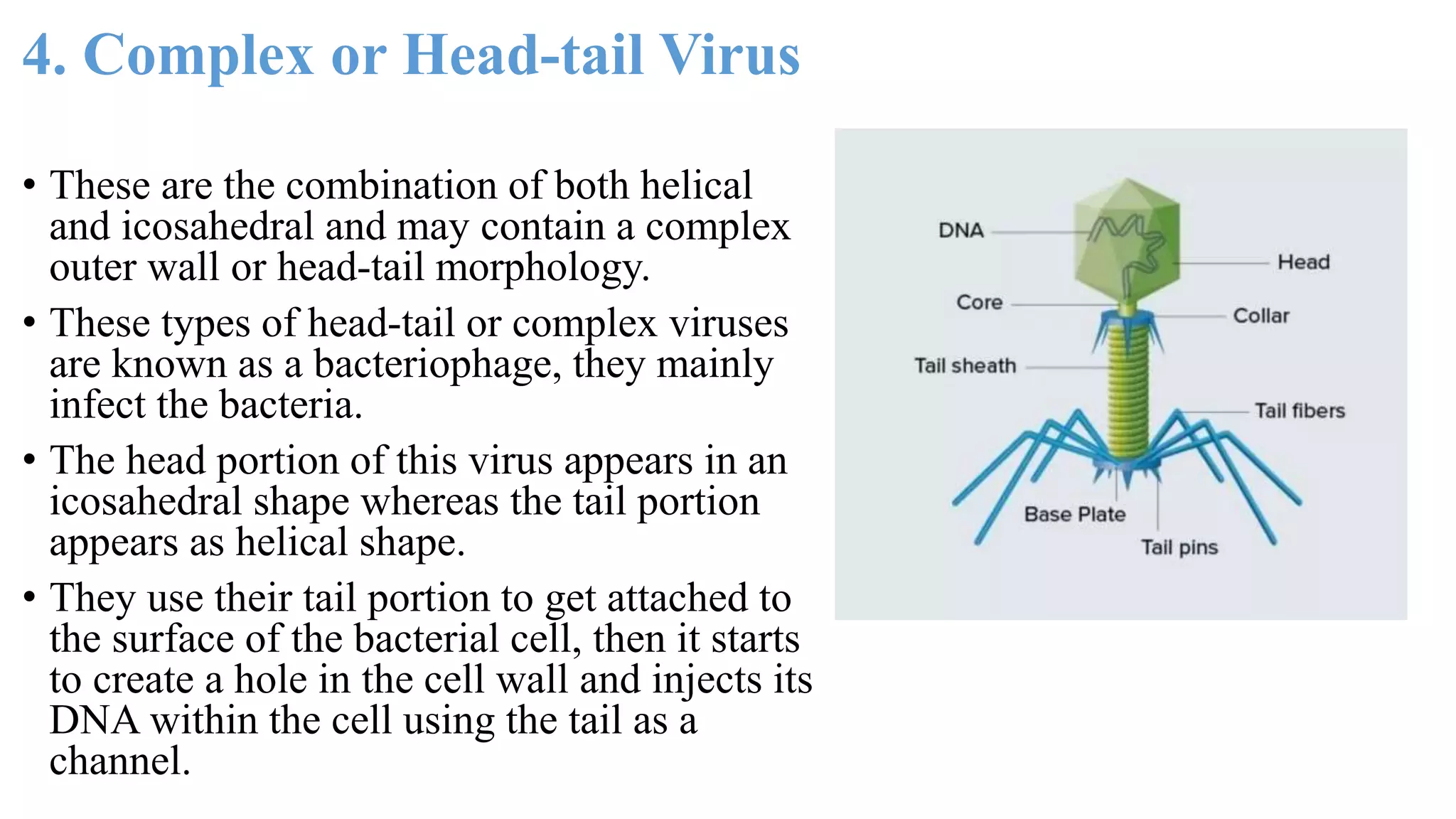VIRUS PHARMACEUTICAL MICROBIOLOGY (BP303T)Unit-IIIPart-2Study of ...