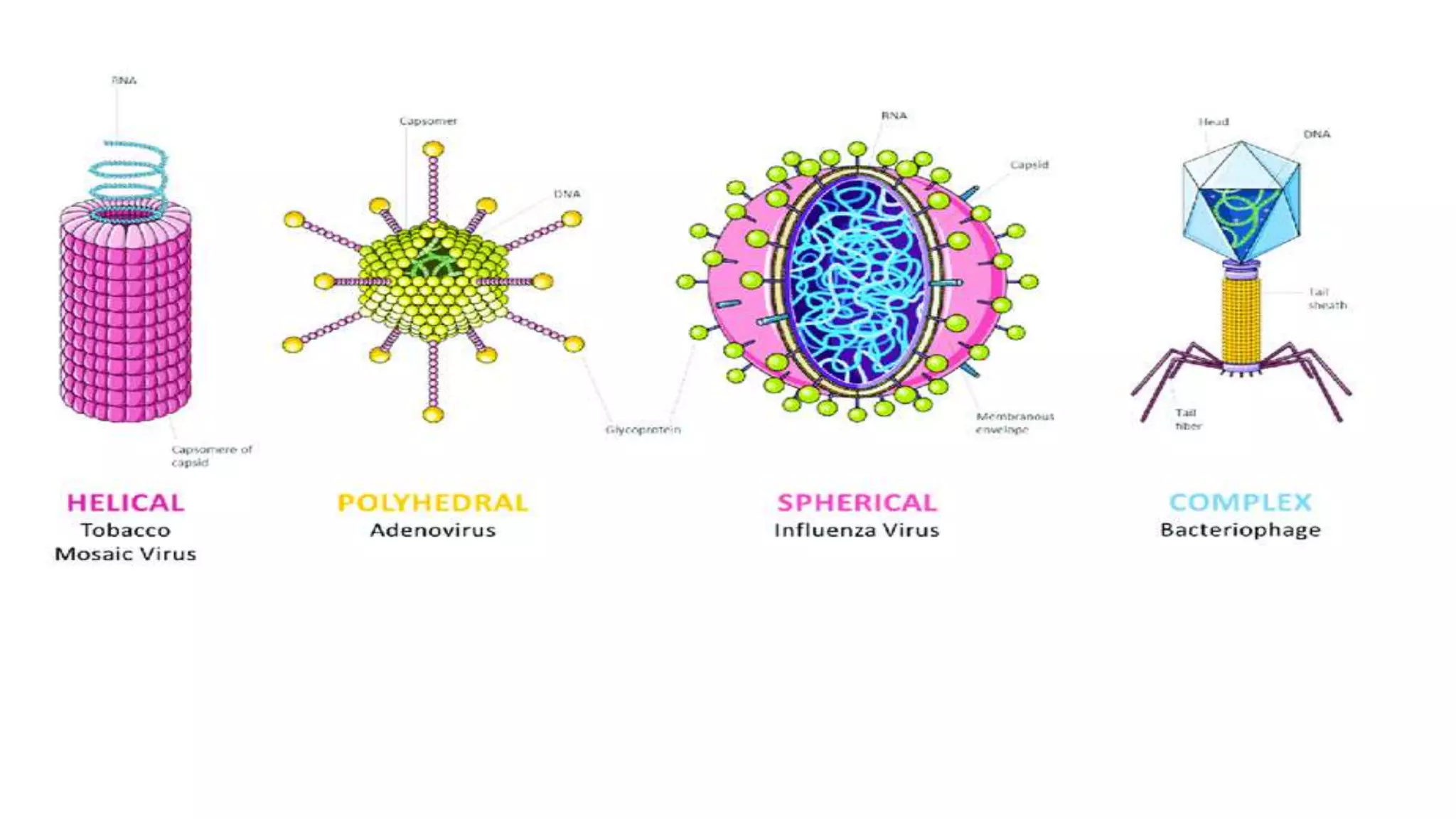 VIRUS PHARMACEUTICAL MICROBIOLOGY (BP303T)Unit-IIIPart-2Study of ...