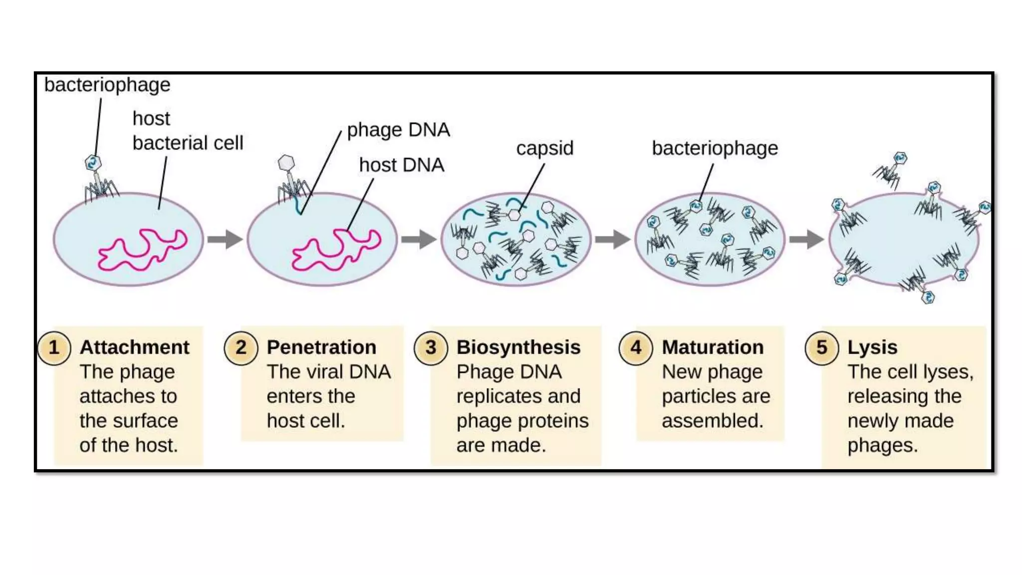VIRUS PHARMACEUTICAL MICROBIOLOGY (BP303T)Unit-IIIPart-2Study of ...