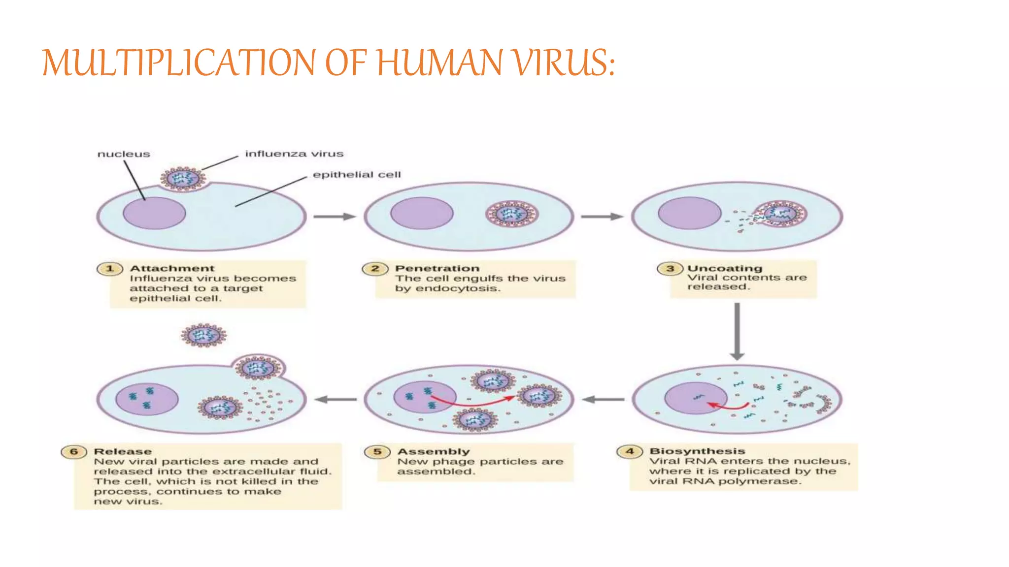 VIRUS PHARMACEUTICAL MICROBIOLOGY (BP303T)Unit-IIIPart-2Study of ...