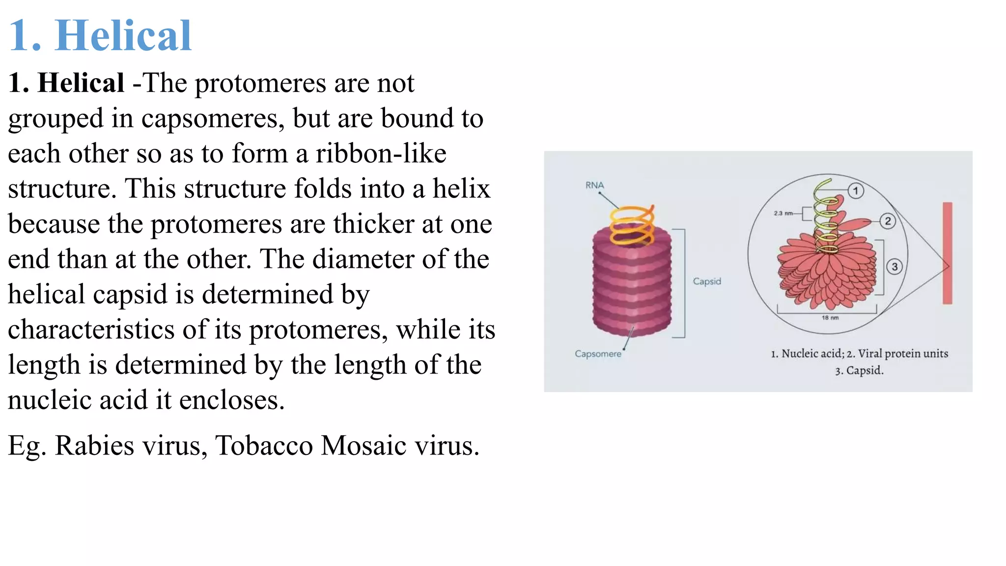 VIRUS PHARMACEUTICAL MICROBIOLOGY (BP303T)Unit-IIIPart-2Study of ...