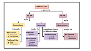 VIRUS PHARMACEUTICAL MICROBIOLOGY (BP303T)Unit-IIIPart-2Study of ...