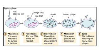 VIRUS PHARMACEUTICAL MICROBIOLOGY (BP303T)Unit-IIIPart-2Study of ...