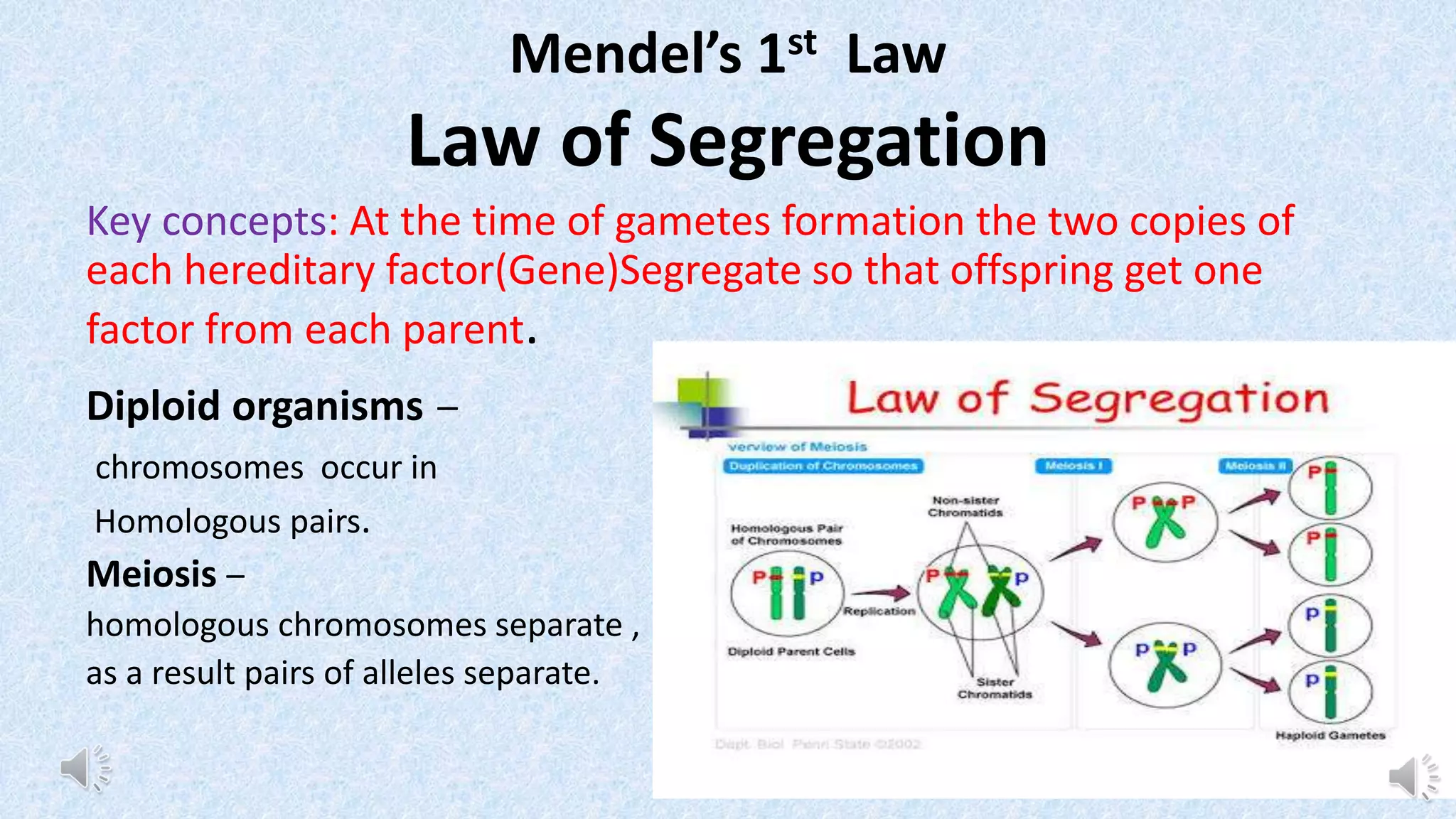 Genetics : Mendel's Law of Inheritance | PPTX