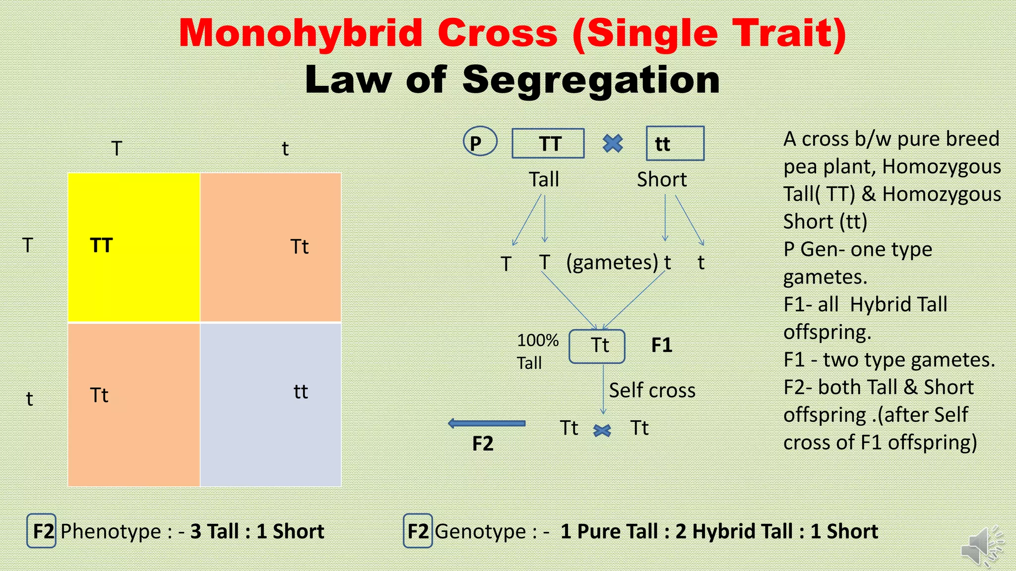 Genetics : Mendel's Law of Inheritance | PPTX