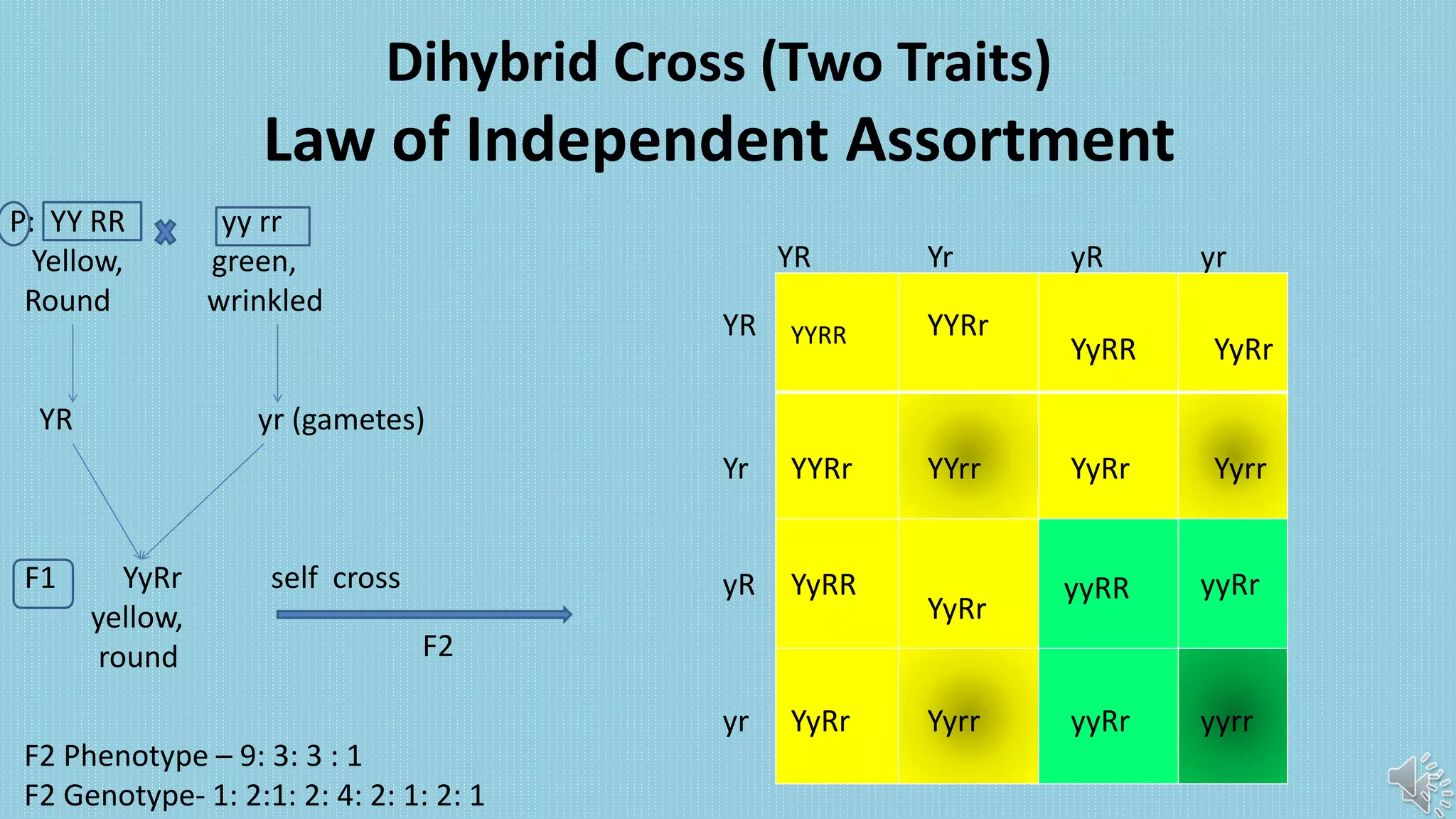 Genetics : Mendel's Law of Inheritance | PPTX