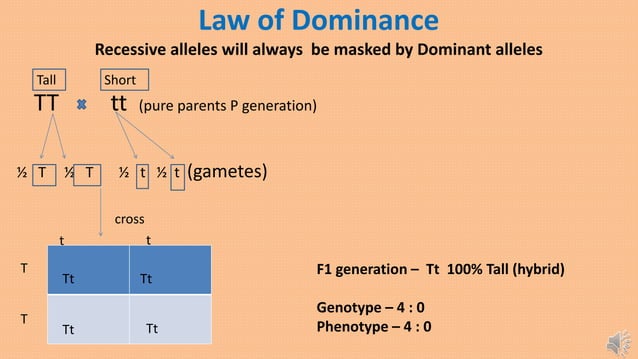 Genetics : Mendel's Law of Inheritance | PPTX