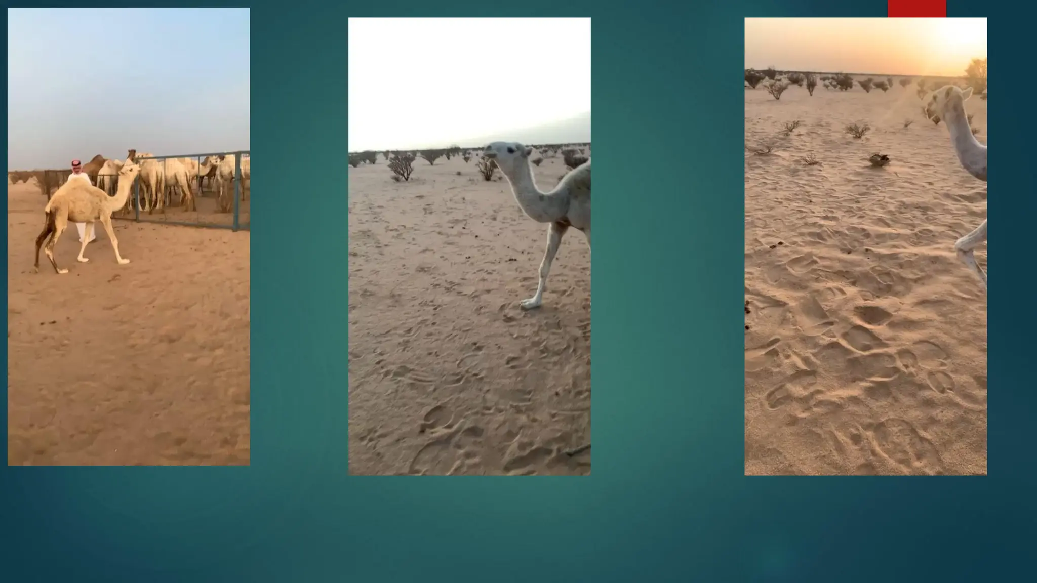 Part 2 Imortance of Inspection in Diagnosis of Camel Calf Diseases Prof ...