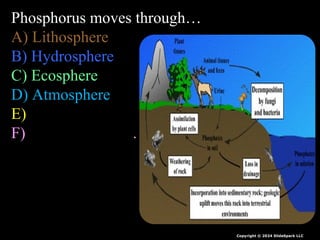 Biogeochemical Cycle Quiz Game for Middle School Science from ...
