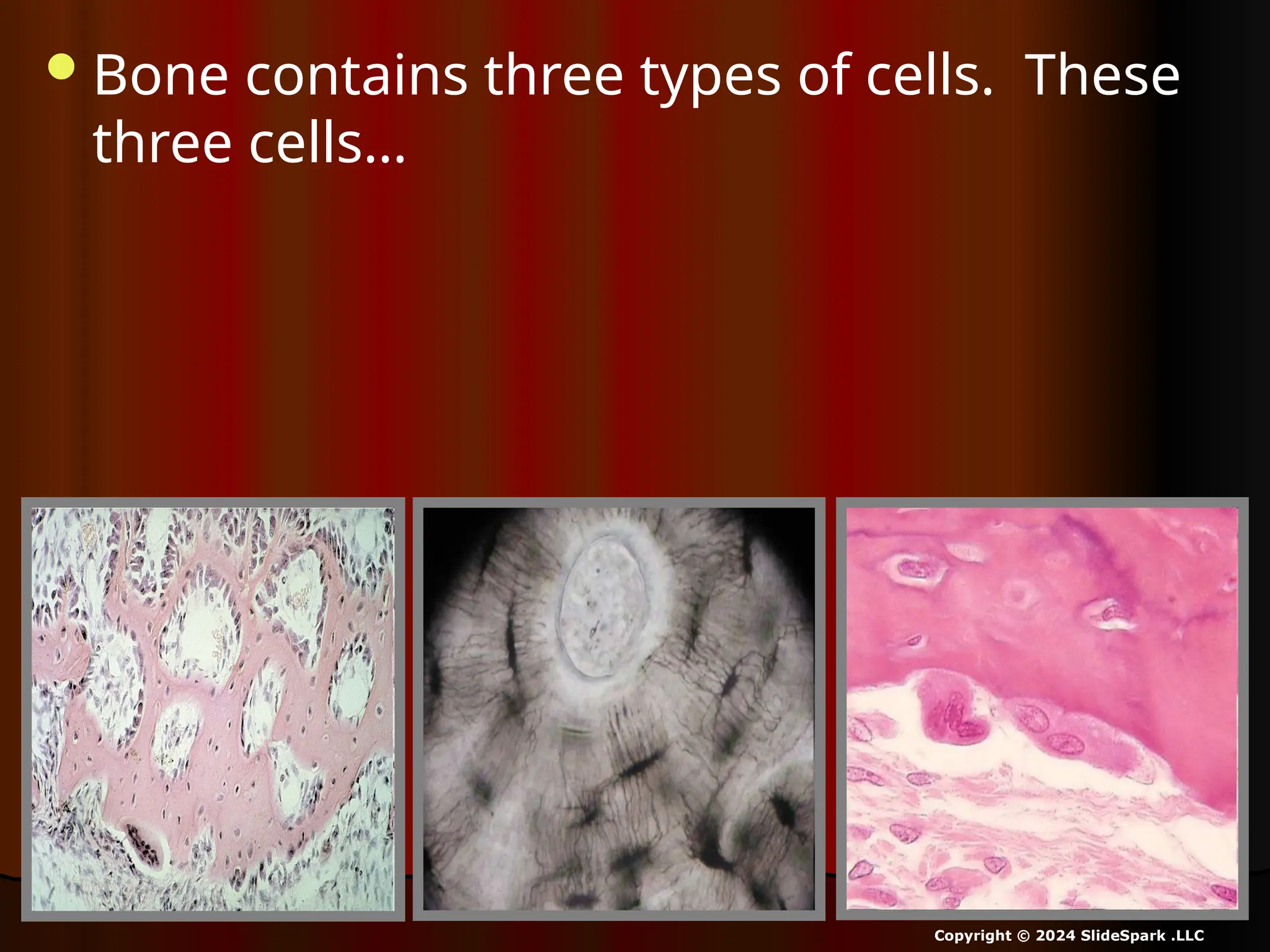 Introduction to the Skeletal System Lesson, Middle Level Science Lesson ...